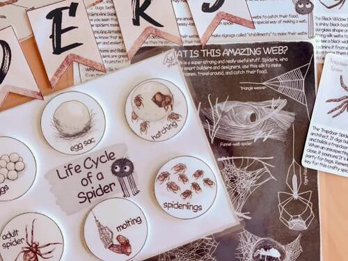 Spider Unit Study - Life Cycle & Anatomy Learning Pack Web Spiders ...