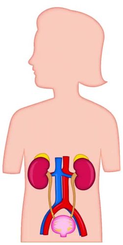Urinary - Excretory System Clipart - Human Body Images - GIFs and PNG