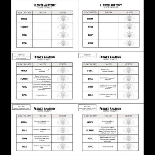 Flower Anatomy - Graphic Organizer by Middle School Science Enhancement