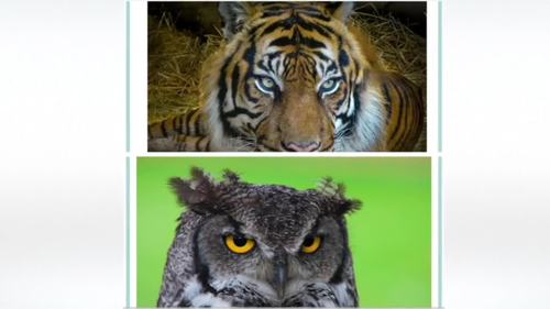 Principle of ACHROMATIC CONTRAST art lesson plan animals PDF 4th - 7th ...