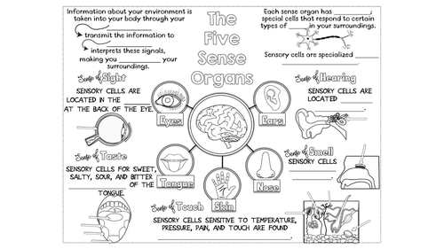 The Five Sense Organs Doodle Notes & Quiz + PowerPoint | NGSS Human Body