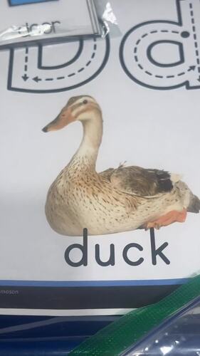 Letter Dd Structured Literacy Activities, Printables, Center Kinder