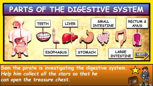 Digestive System Unit Bundle: Presentation | Drag and Drop | Puzzles ...
