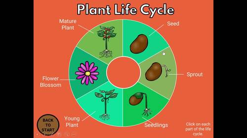 Plant Life Cycle Movement Game by Pink Oatmeal | TPT