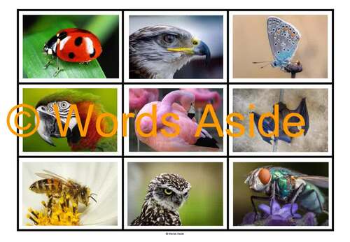 German Vocabulary Photo Picture Flash Cards Preschool Autism SpEd Air ...