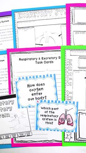 Respiratory System Excretory System Unit Activities by Teaching Muse