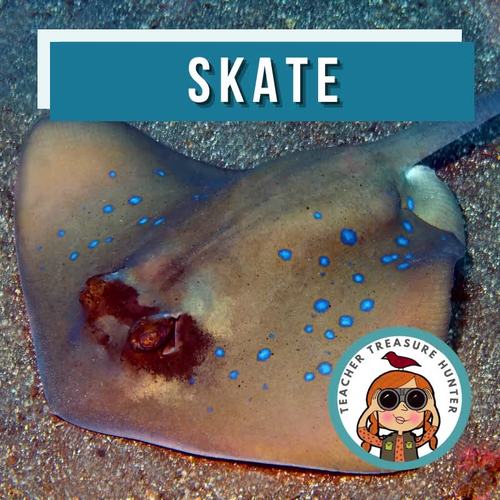 Ocean Animals Report SKATE informational article first grade second 3rd