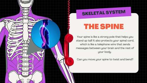Editable, Interactive Skeletal System Presentation with Printable Quiz