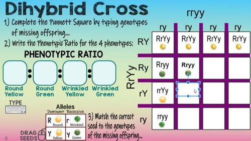 MORE GENETICS ~Biology~ Interactive Digital Resource for Google Drive ...