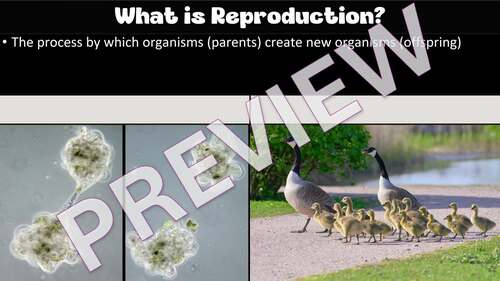 Asexual vs Sexual Reproduction PowerPoint Slideshow + Guided Notes ...