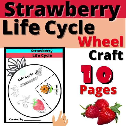 Strawberry Life Cycle Craft Art Activity Lesson Resource by ...