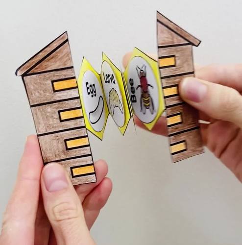 Life cycle of a honey bee foldout for interactive science notebooks