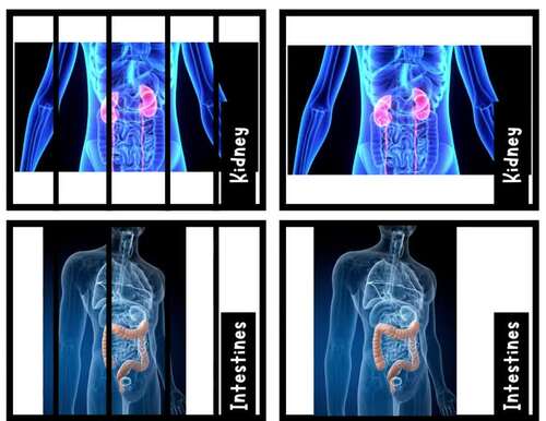 Special Education Task Box for Adapted Science: Body Parts (Organs ...