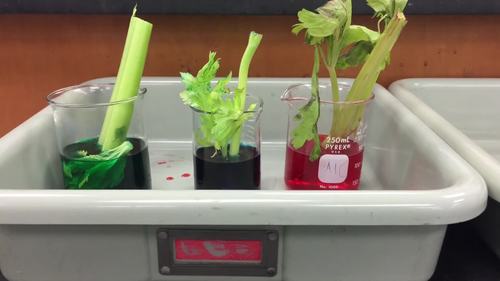 Cell Transport Lab by Middle School Science - Life and Physical | TPT