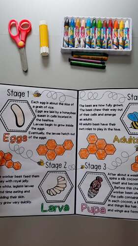 Bee Life Cycle Craft - Life Cycle of a Bee Spring Science Sequencing ...
