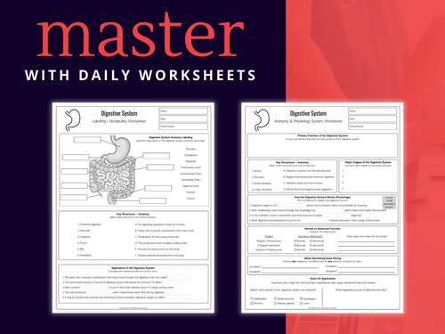 Digestive System Worksheets + Answer Key | Anatomy & Physiology | Mini ...