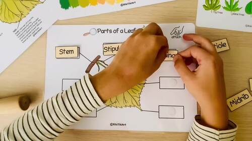 Leaves Unit Study | Anatomy of a Leaf Charlotte Mason Nature Study Fall ...
