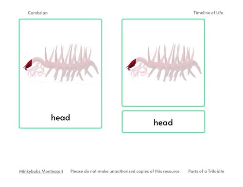 Cambrian Animals 3 Part Cards Parts of the Hallucigenia Montessori