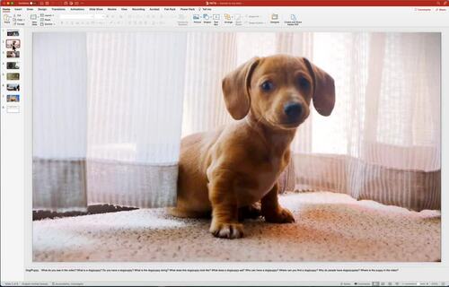 WORDLESS LITTLE FLICKS FOR LANGUAGE- pets - Microsoft Power Point
