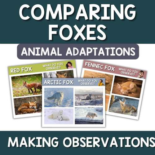 Comparing Foxes | Fox Animal Adaptations Habitat Activity Arctic Fennec Red