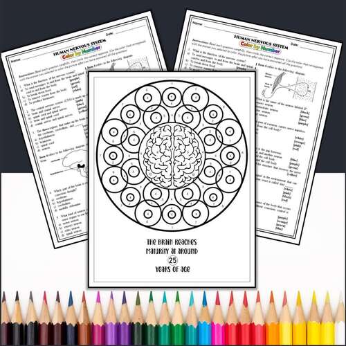 nervous system coloring worksheet answers