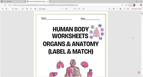 Human Body Worksheets Organs & Anatomy (Label & Match) by chiwden