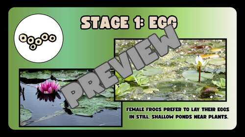 The Life Cycle of a Frog Lesson Bundle | Video and Activity Sheets