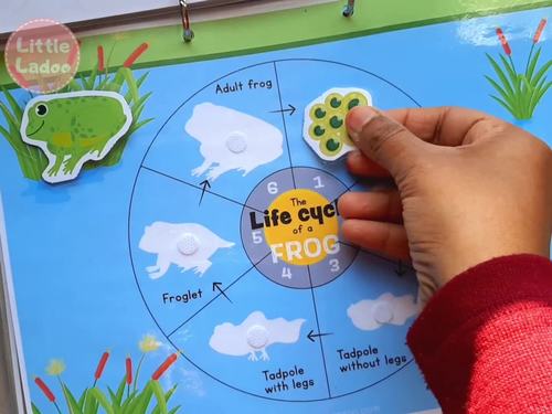 The life cycle of a Frog - Busy book page by Little Ladoo | TPT