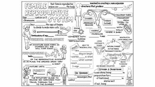 Female Reproductive System Doodle Notes & Quiz + PowerPoint | Human Anatomy