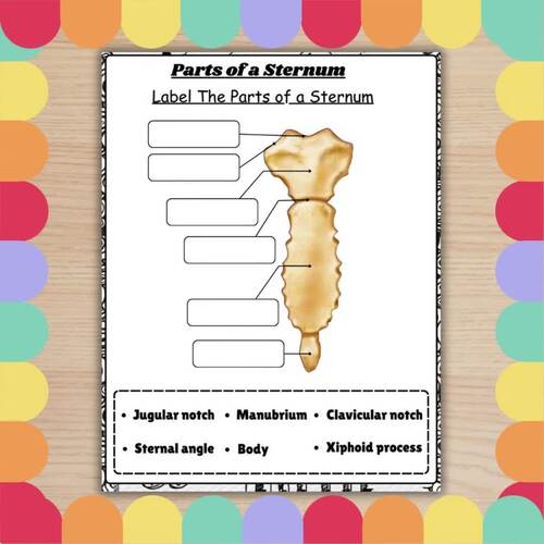 Parts of a Human Sternum | Labeling Worksheet, Skeletal System, Anatomy