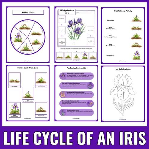 Iris Life Cycle Worksheet: Spring Flowering Plant Science Unit Study ...