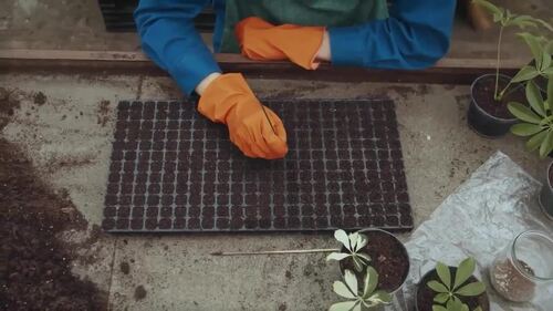 What Is a Seed Bank? | Boom™ Learning Cards | Environment & Earth Science