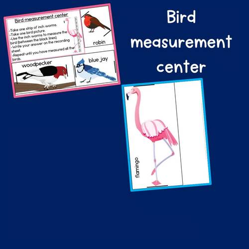 Bird Measurement Activities Standard and Non Standard Units ...