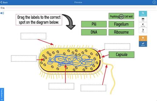 Prokaryotes (Bacteria & Archaea) Boom Cards- Digital Task Cards | TPT