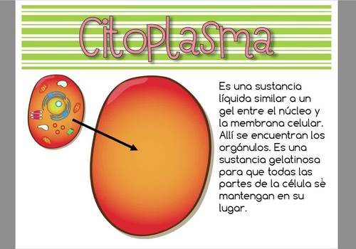 Bundle para practicar el vocabulario de la célula by A Traveler Teacher