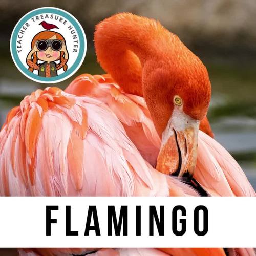 All about Flamingos nonfiction article for writing an animal research ...