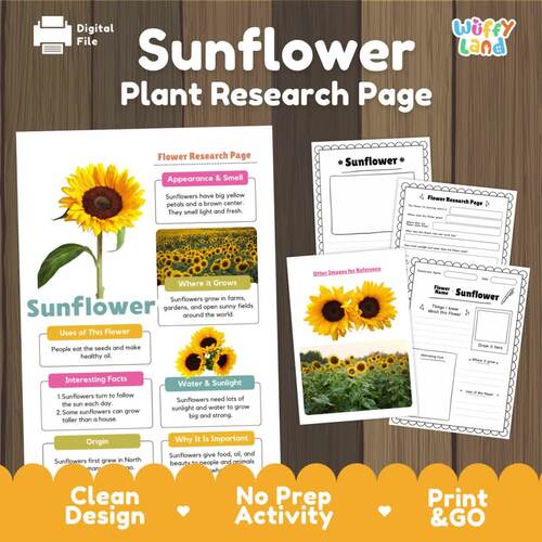 Sunflower Plant Research Project: Informational Writing & Real Image ...