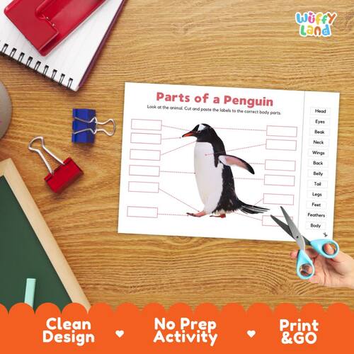 Parts of a Penguin Labeling Activity | Bird Anatomy Poster | Science ...