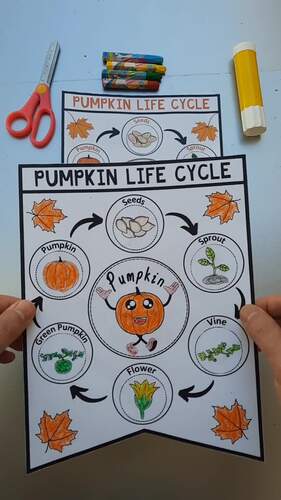 Pumpkin Life Cycle Craft – Fall Pumpkin Craft – Life Cycle of a Pumpkin