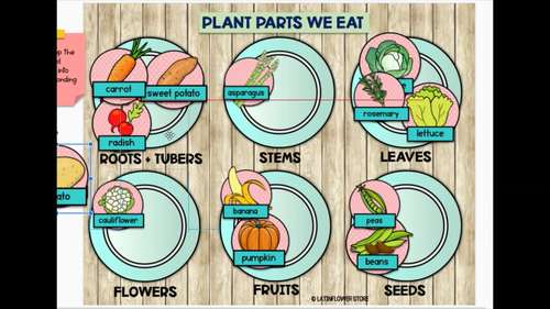 Plant Parts We Eat DIGITAL & PRINT by Latinflower Store | TpT
