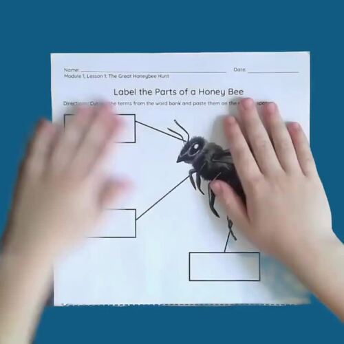 Label the Parts of a Honey Bee Cut & Paste by EARTHWARD EDUCATION