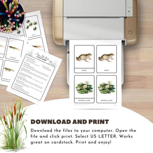 Frog Life Cycle 3-Part Cards, Animal Growth Stages, Science Centers