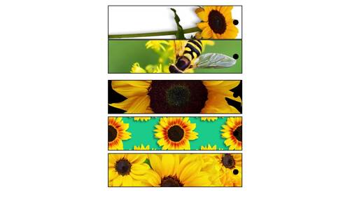 Bees and Sunflower bulletin board and borders classroom decor | TPT
