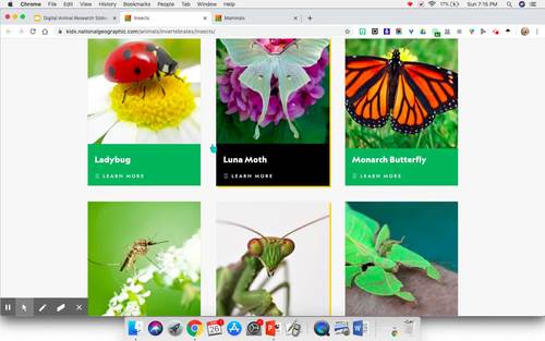 Distance Learning Animal Research Project | Digital/Paperless | TpT