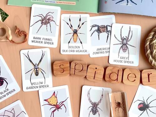 Spiders Flash Cards / Montessori Nomenclature Cards Halloween Flashcards