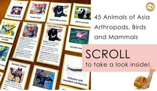 45 Animals Of Asia Montessori 3 Part Cards & Information by Montessori ...