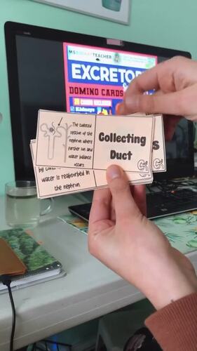 Excretory System Domino Review Cards Excretory System Card Matching