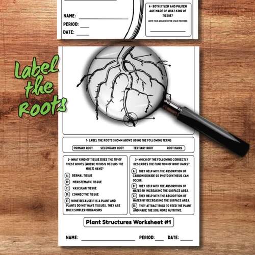 Plants Anatomy Interconnected Worksheets | Plants Structures Labeling ...