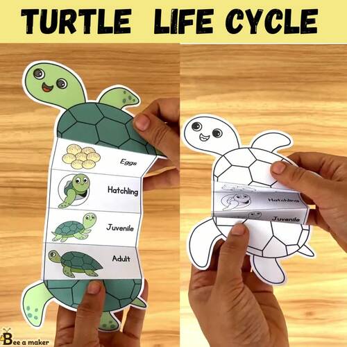 Turtle life cycle foldable by Bee a maker | TPT