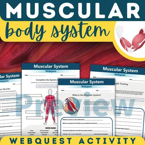 Muscular System Webquest Human Body Systems Activity | Muscles Health ...